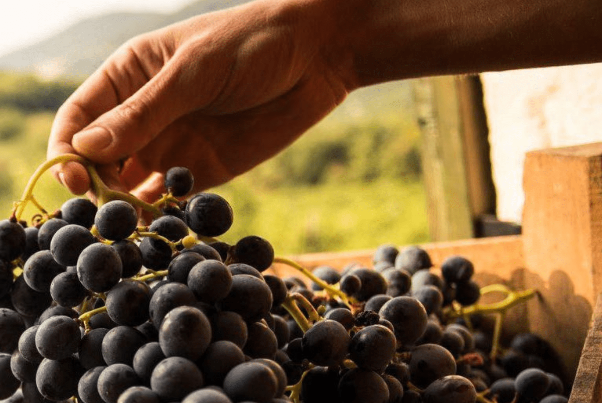 Masi Agricola e Maxfone: marketing data driven nel vino